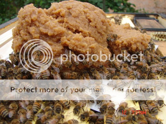 Why are my queen cells so small? | Beesource Beekeeping Forums